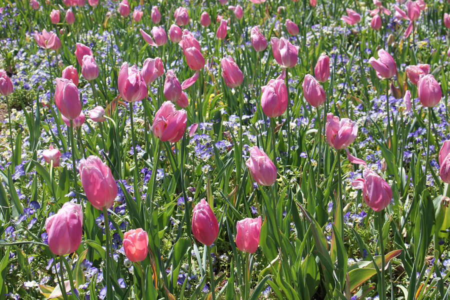 Flower Power offered at Arboretum | Princeton Herald