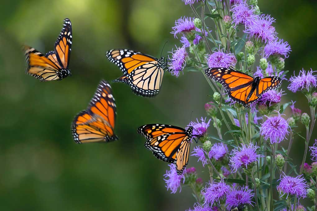 Help protect monarch migration marvel | Princeton Herald